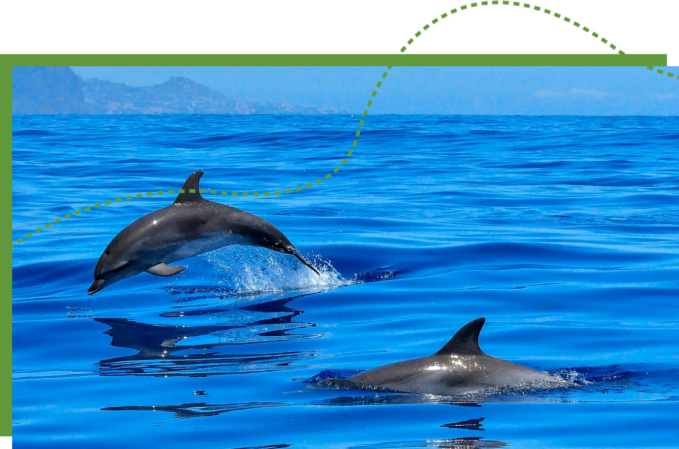 Ways to help Nature - Wild Planet Explorers